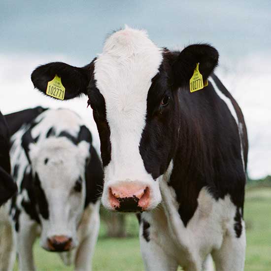 Bhadra Breeeding Center